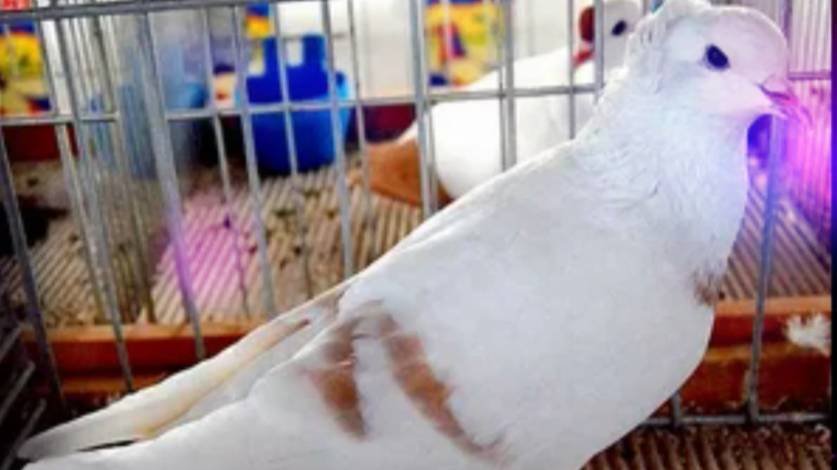 Саксонский лунный голубь