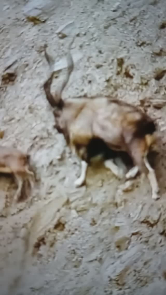 РЫСЬ преследует горных КОЗЛОВ😯😳