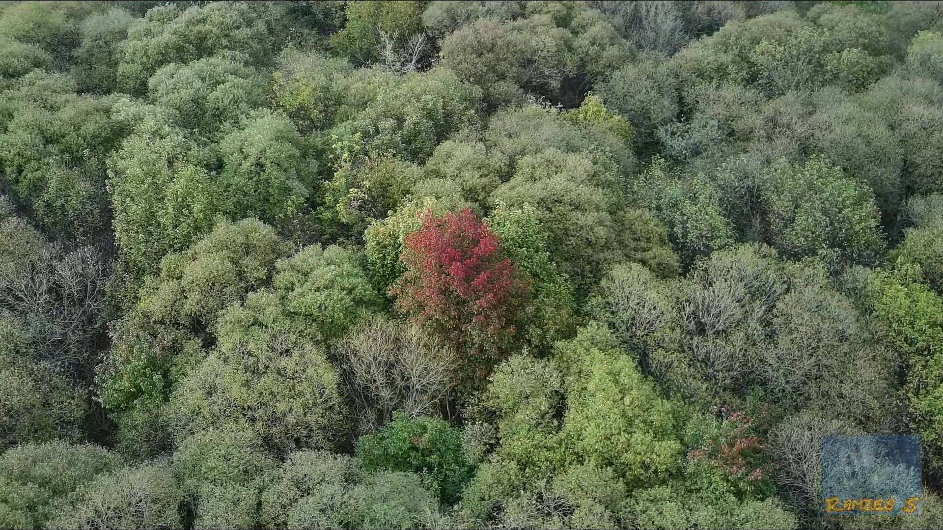 Деревья по осени.