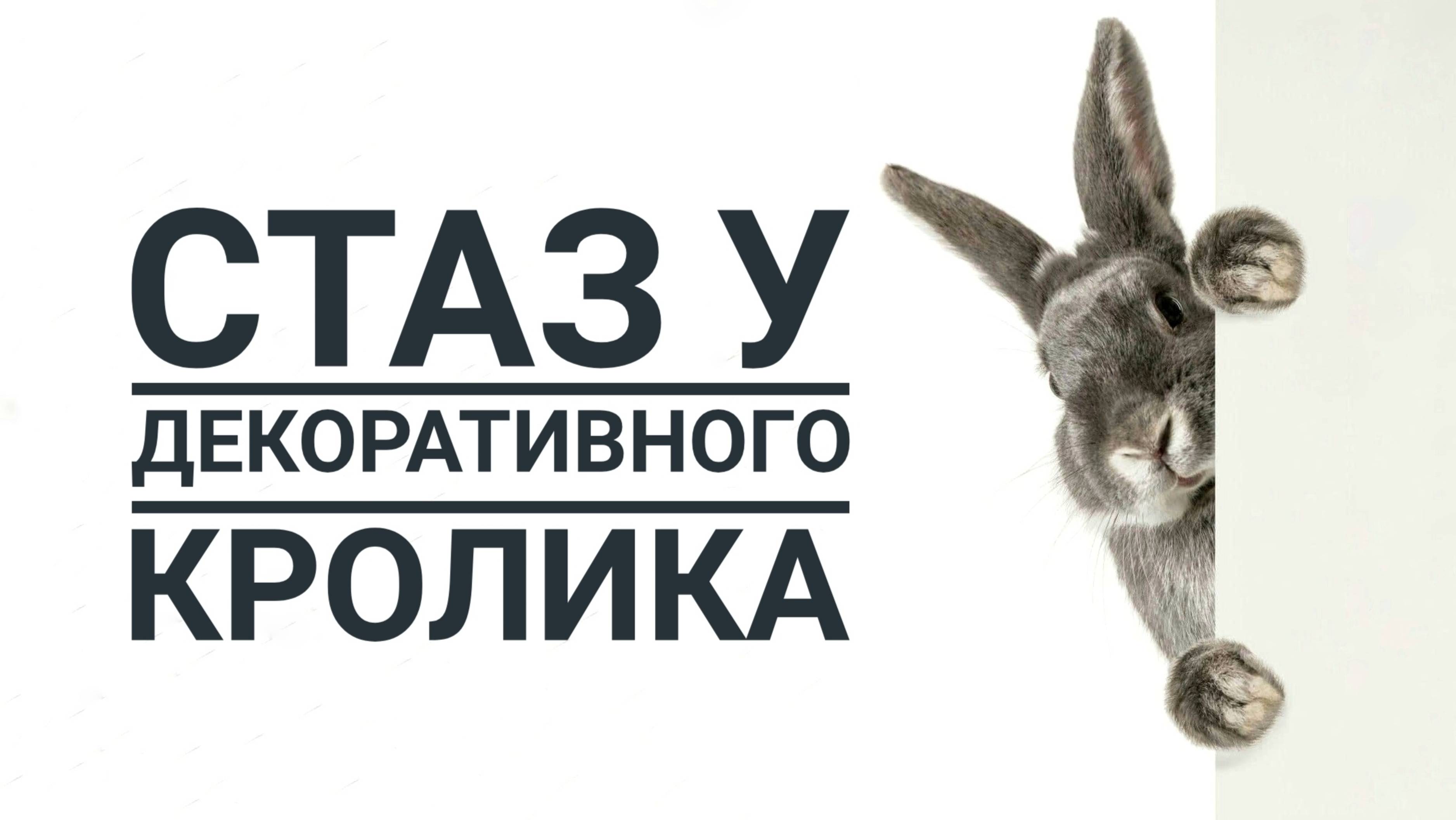 Стаз у декоративного кролика