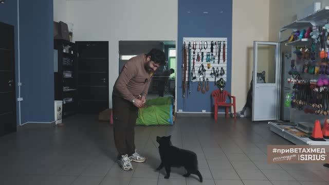 Подготовка шипперке к выставке // #приВЕТАХМЕД