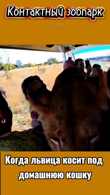 Забавные зверушки