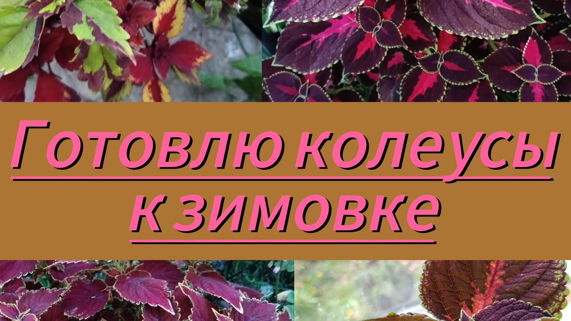 Колеусы готовлю к зимовке.Обзор сада  в октябре