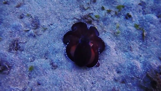 Underwater Walk - Relaxing Music for Sleep &  Meditation