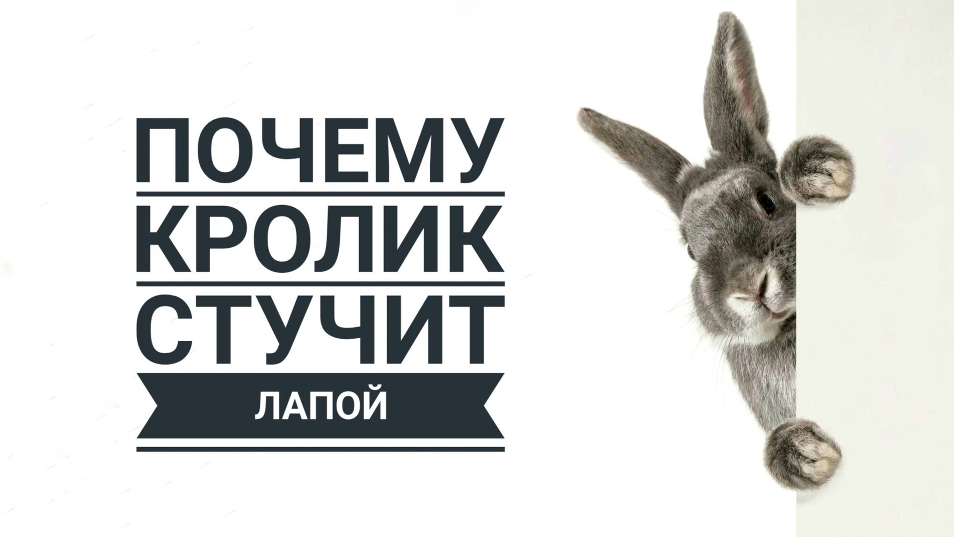 Почему кролик стучит лапой