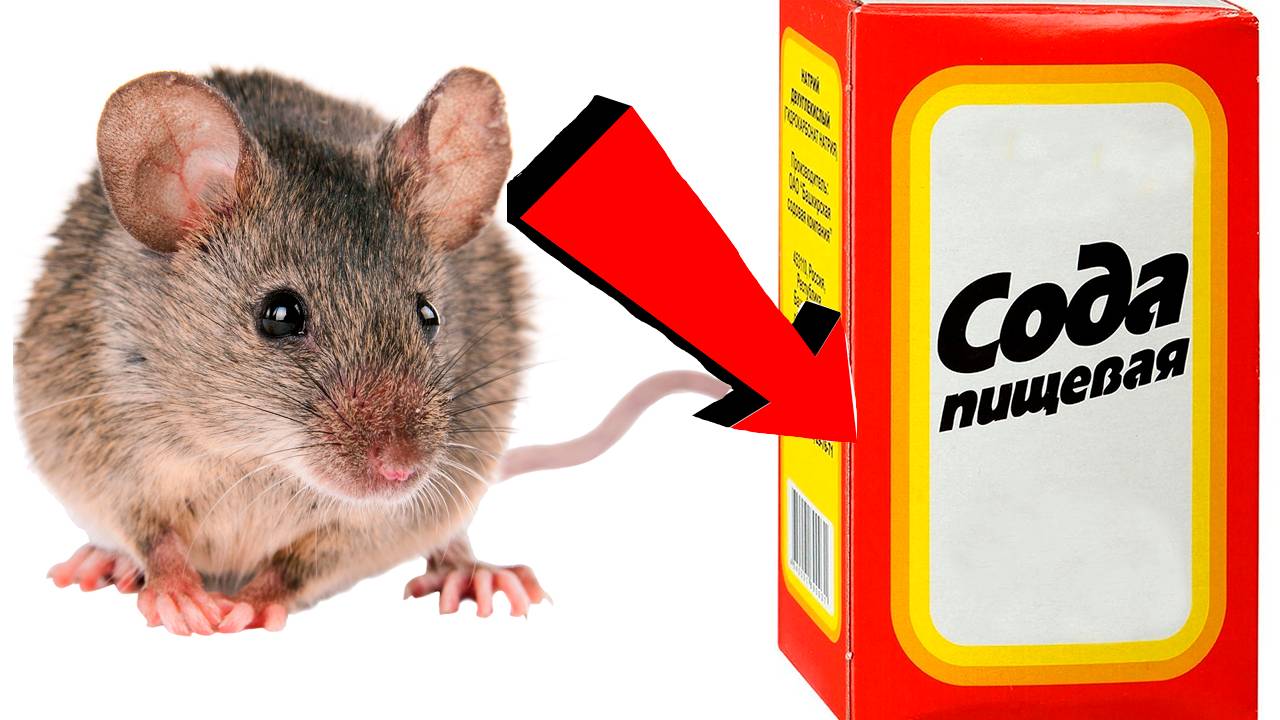 Как избавиться от мышей За 3 Секунды.!!!!!!!