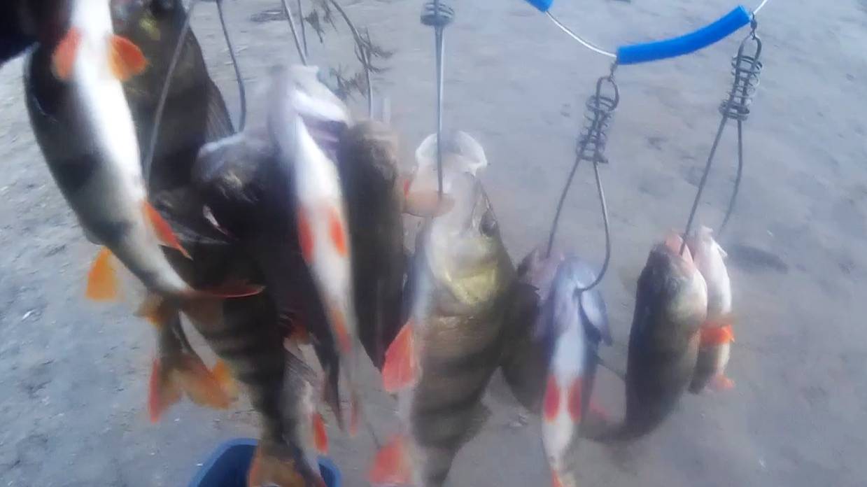 За щукой на озеро в итоге крупный окунь и плотва на отводной поводок.