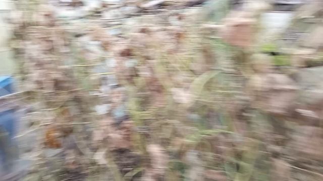 И шиповник соберём и сезон закончим...