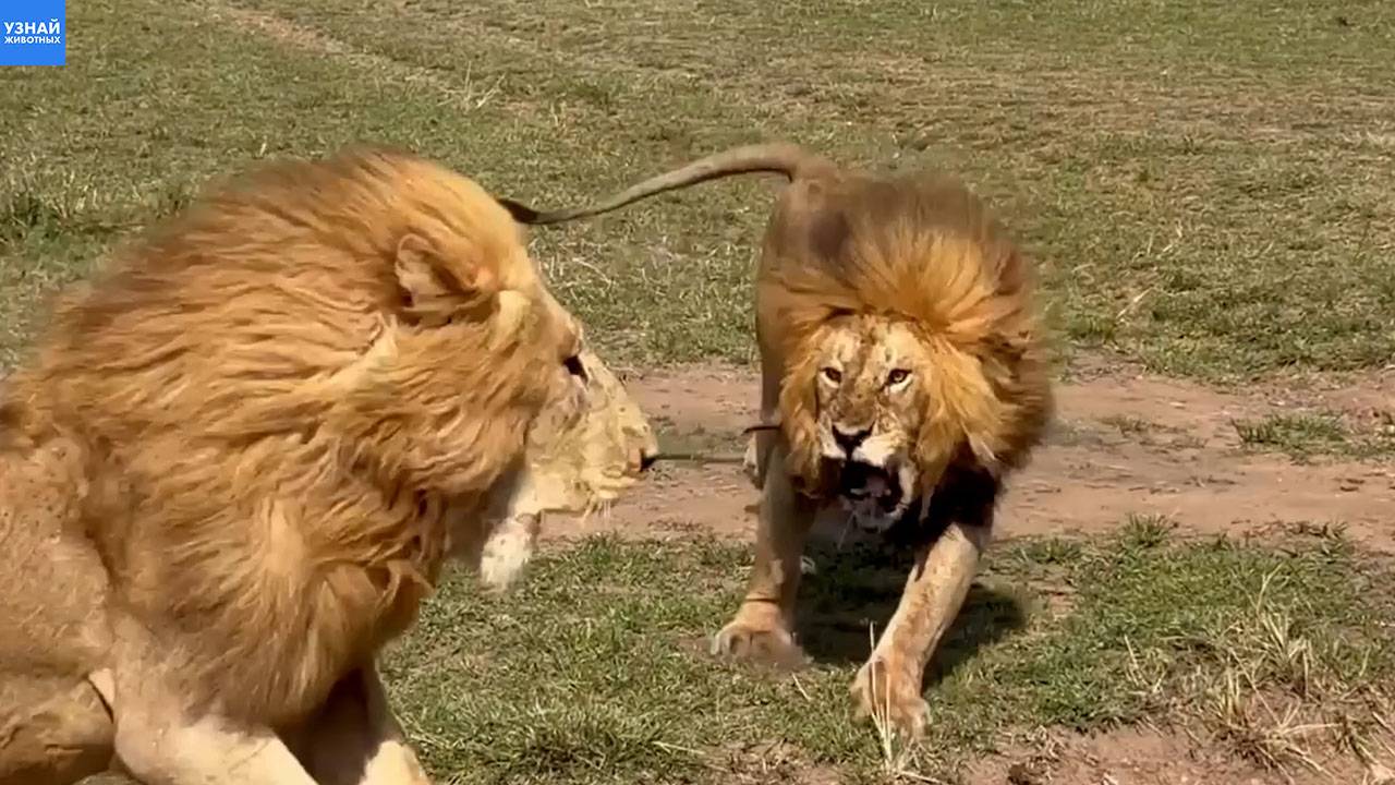 Мужские разборки: два льва не поделили львицу