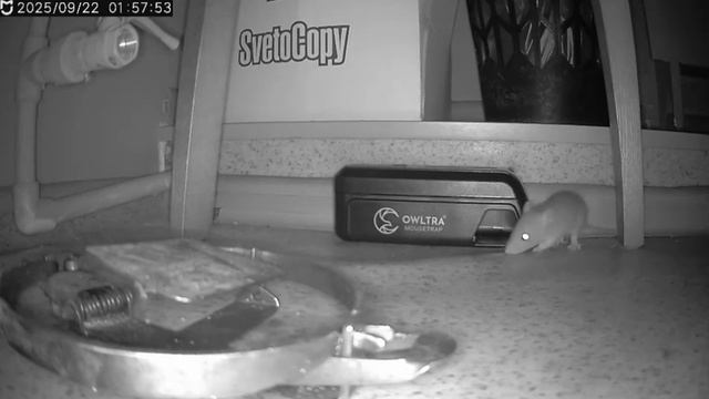 Ловушка для мышей. В такую ловушку мыши сами идут. Ловушка для крыс