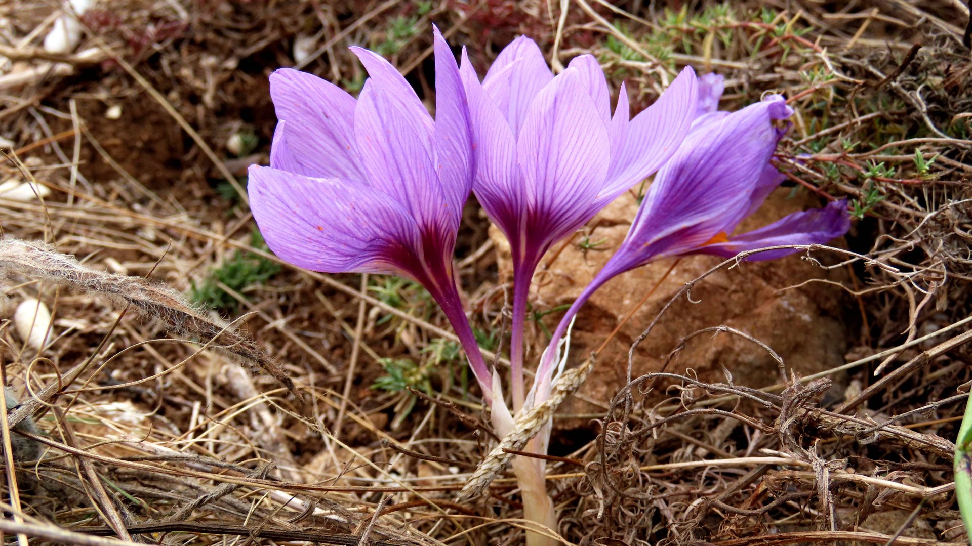 Осенние крокусы над Балаклавой