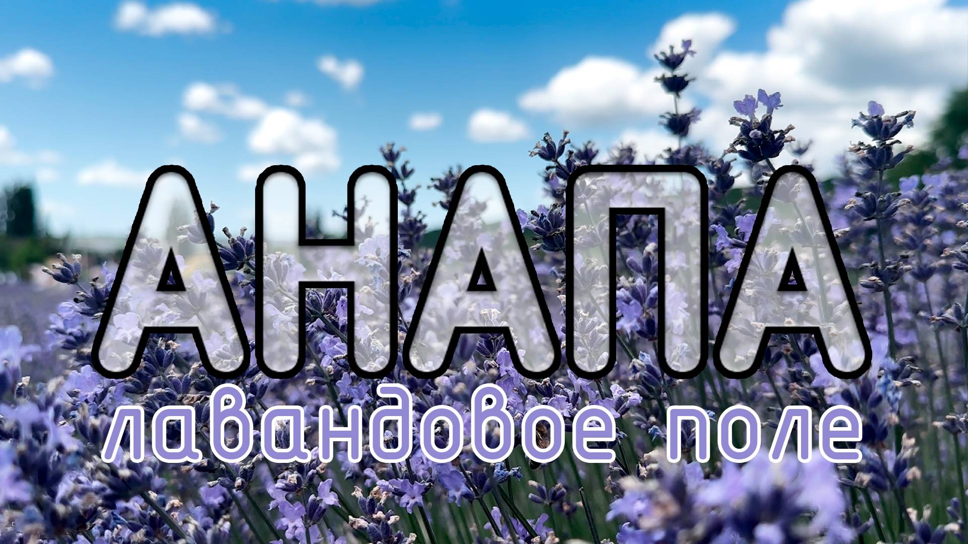 Анапа. Лавандовое поле