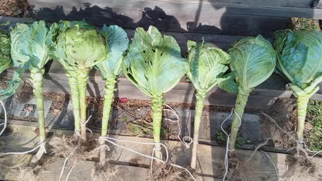 ХРАНЕНИЕ КАПУСТЫ 🥬 Как я храню белокочанную капусту зимой