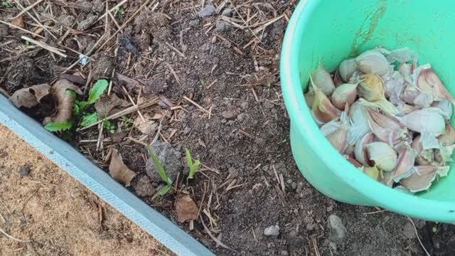 ПОСАДКА ЧЕСНОКА 2025 🧄 Сажаю чеснок осенью
