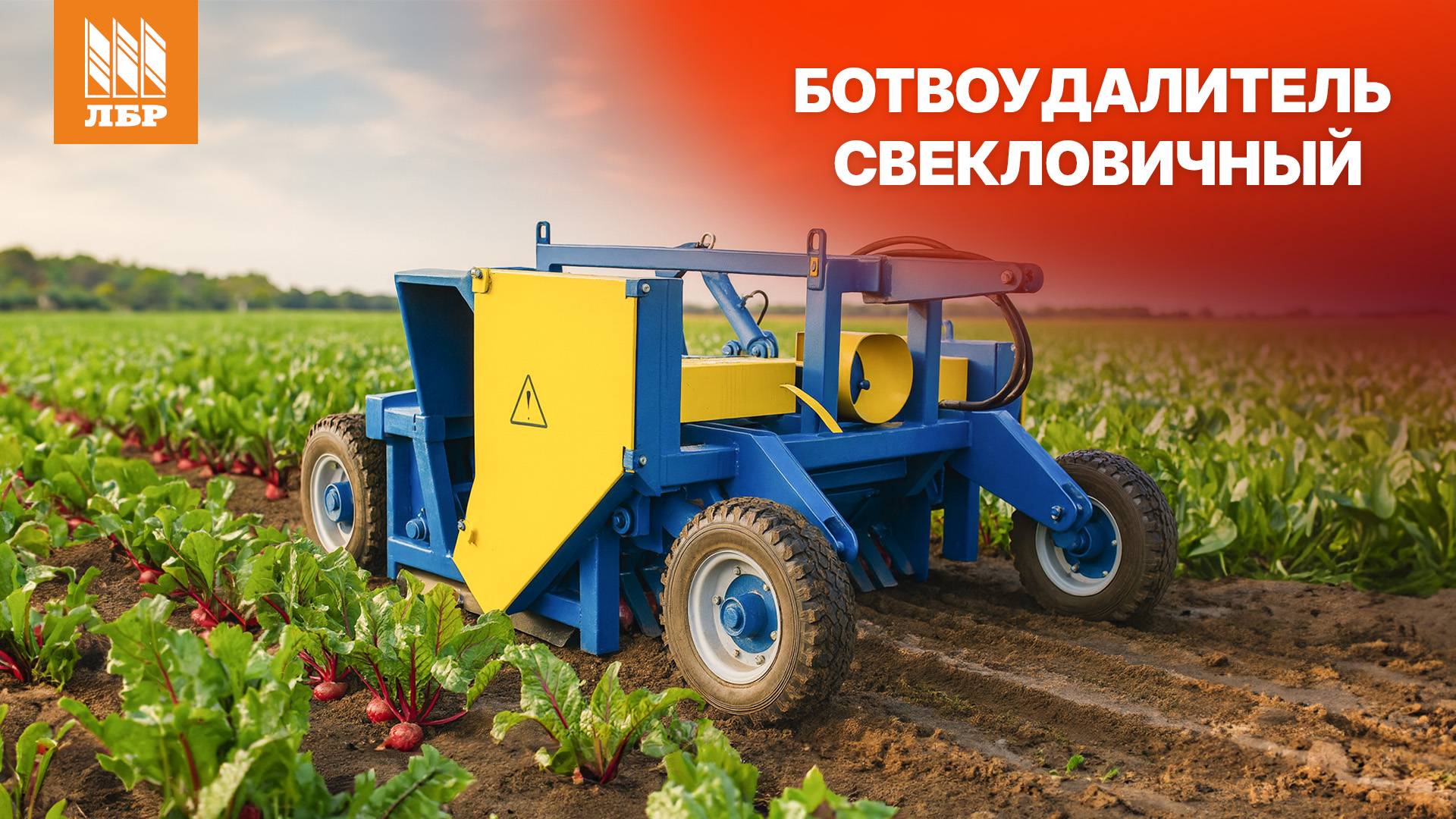 Работа ботвоудалителя для столовой свеклы в хозяйстве Волгоградской области