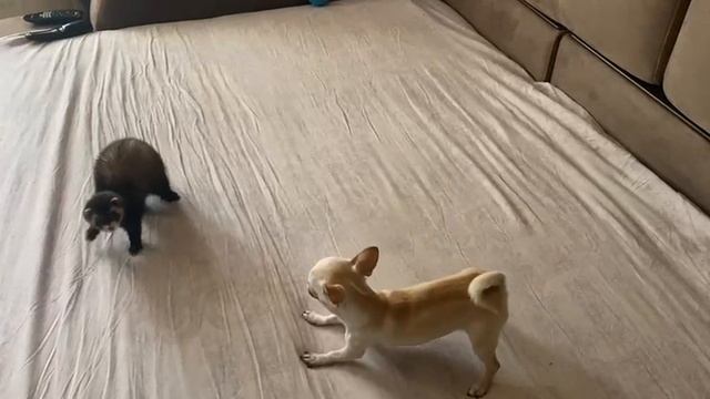 Верные друзья 🤗❤️👍