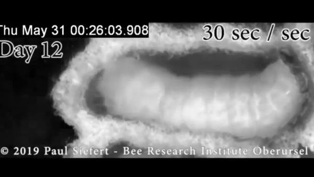 Рождение пчелы #пчелы #пчеловодство #мед #пасека #соты #пчеловод #nature #honey #bees #beekeeping