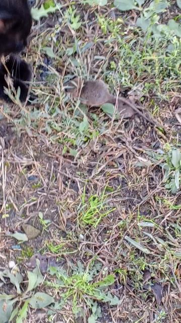 кот поймал крысу!!!!!!!!!!!!!!!!!!