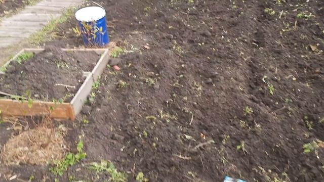 ГОТОВИМ РОЗЫ К ЗИМЕ//ПОСАДИЛИ  ЧЕСНОК//17 ОКТЯБРЯ