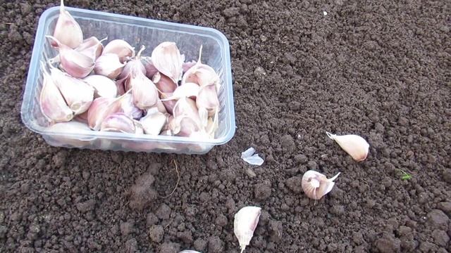 Ваш чеснок будет лучшим если высадить в эти сроки осенью