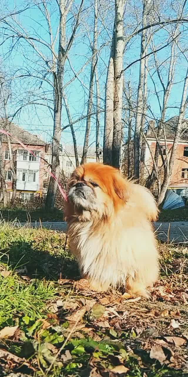 Пекинес Тоша ищет ДОМ!