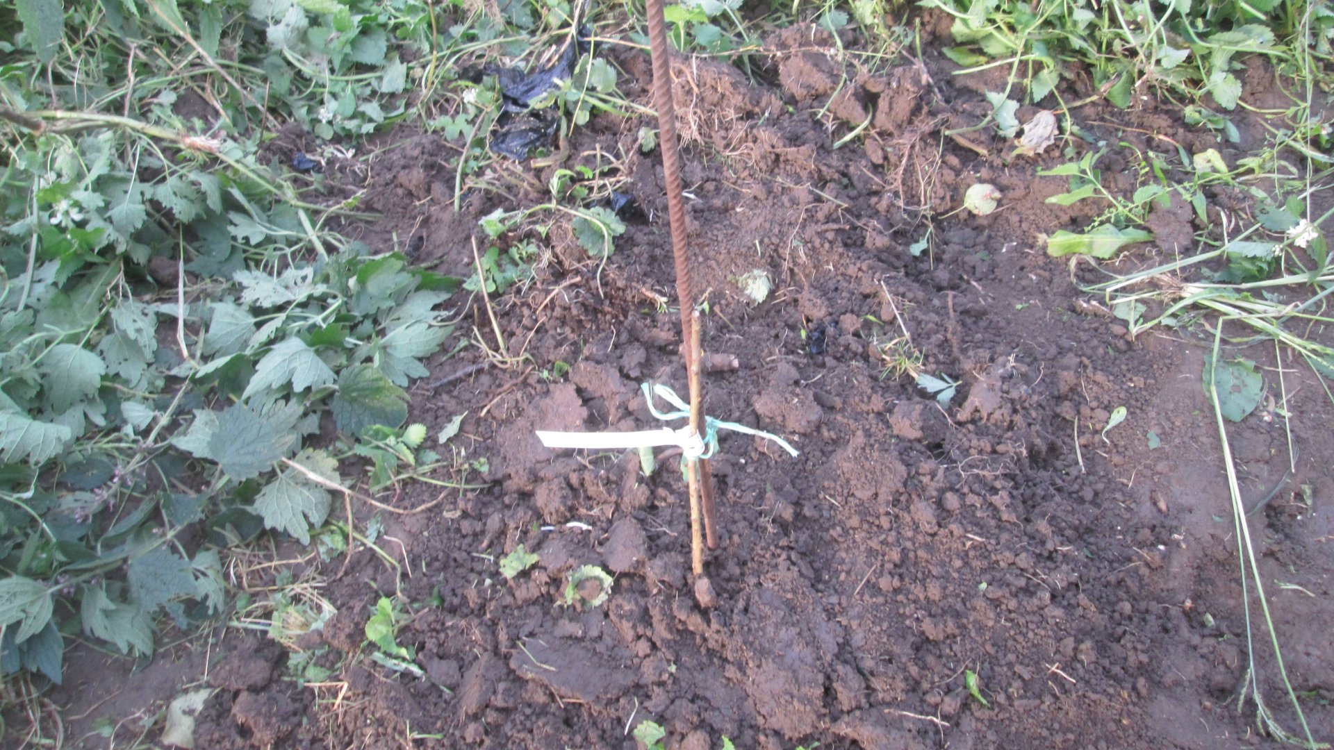 Посадка сливы осенью