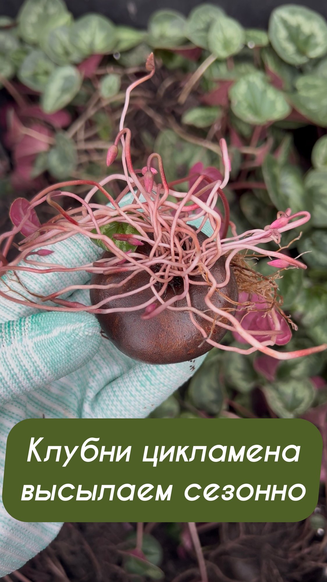 Клубни цикламена высылаем сезонно для приготовления капель и посадки