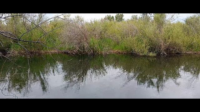 Начало.Лето.Но печально - мутняк...19.06.2025