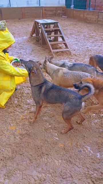 "Вкусняшки под дождём" ❥ Приют в Малинках