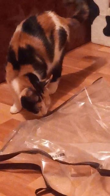 Кошка испугалась и резко стартанула