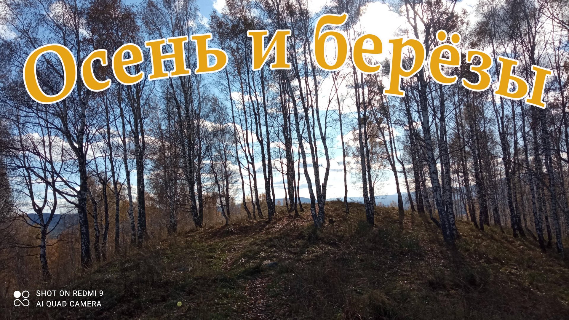 Прогулка по берёзовой роще.