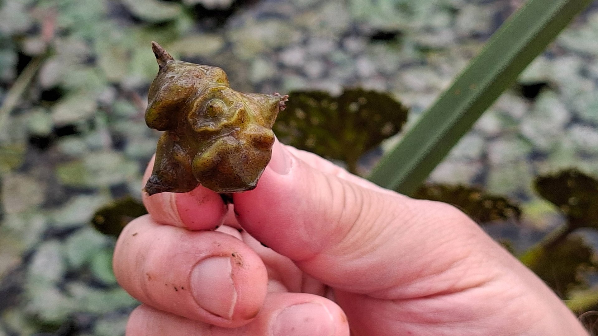 Водный орех -чилим его ели  в старину