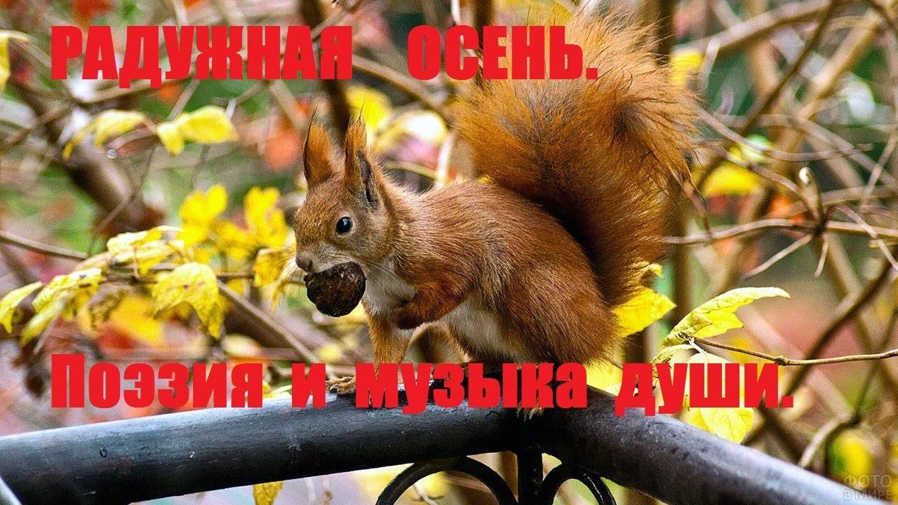 РАДУЖНАЯ ОСЕНЬ.Автор стихотворения А.Соколов.Автор видеоролика В. Голикова.