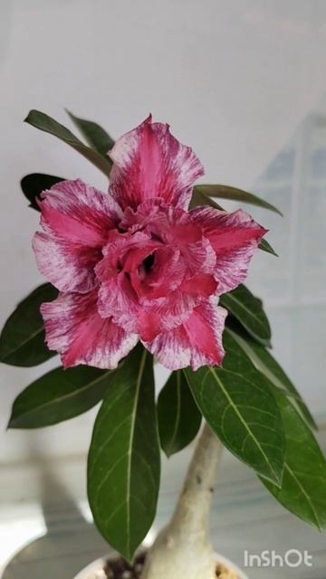 Адениум AB-Одержимость , зацвела новиночка