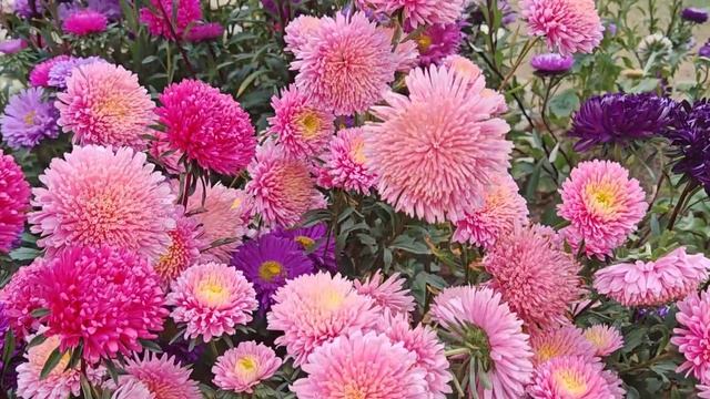 Вальс цветов