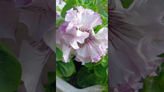 Райский уголок Октябрь 2025 Пугачёва 1