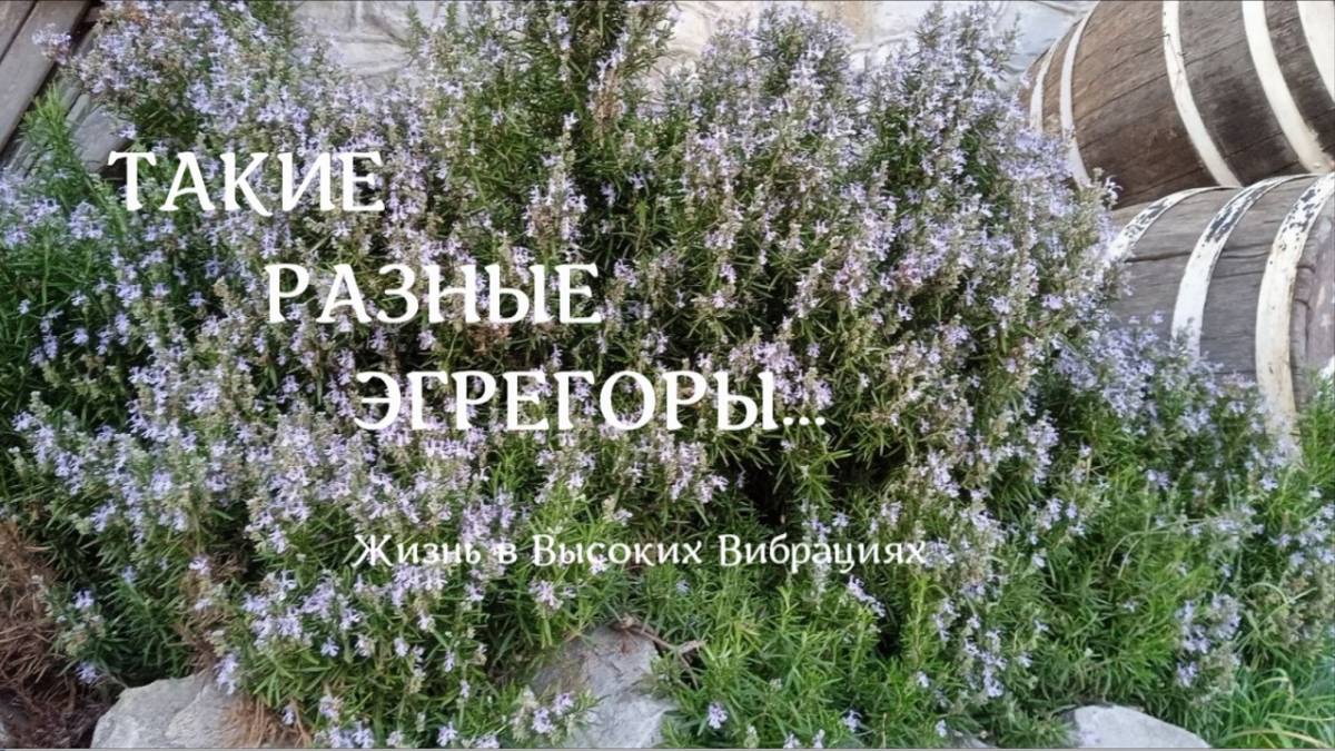 Такие РАЗНЫЕ Эгрегоры...