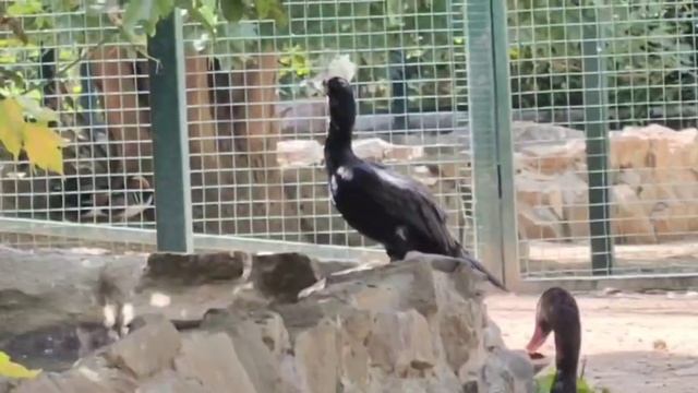 Рубрика #Обогащение_среды