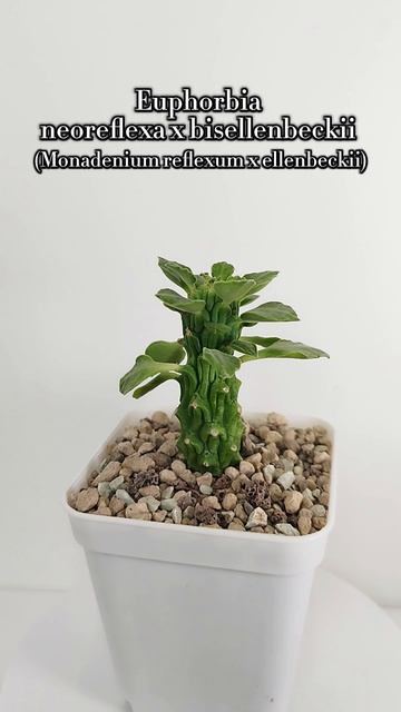Euphorbia