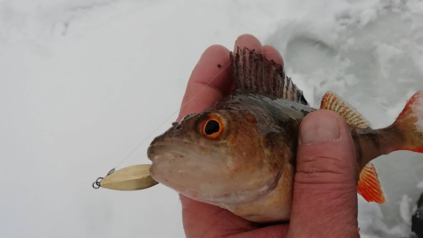 Химкинское вдхр. Окунь. Блесна.