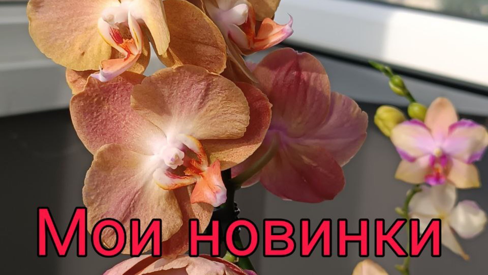 Как поживают мои Новые ОрХиДеЙкИ| Обзор ОРХИДЕЙ в магазинах ✅ #орхидеи