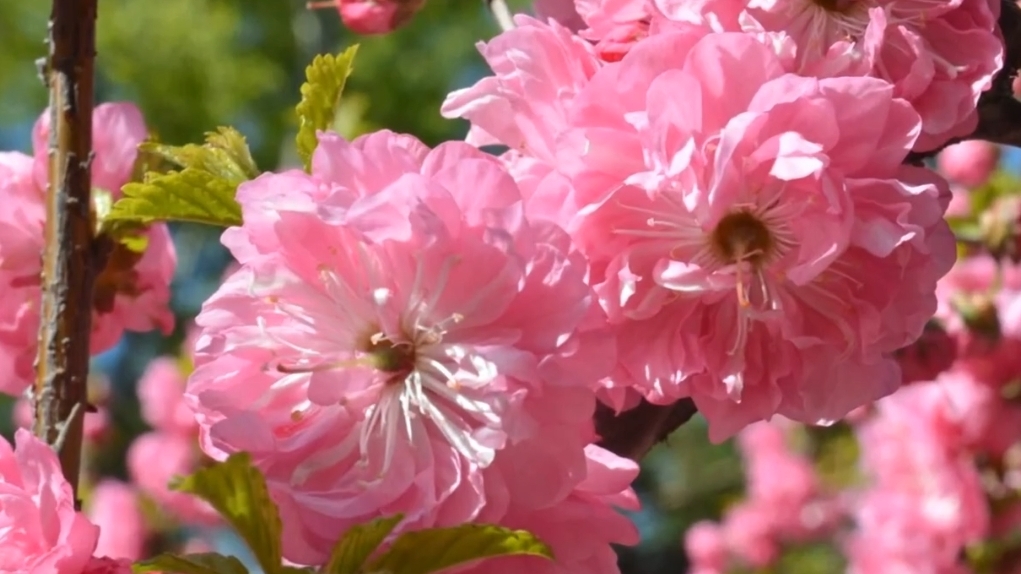 ХАБАРОВСК  по городу детства, вайбовый трек, Амур-река, сакура, хабаровск-сити, цветение сакуры