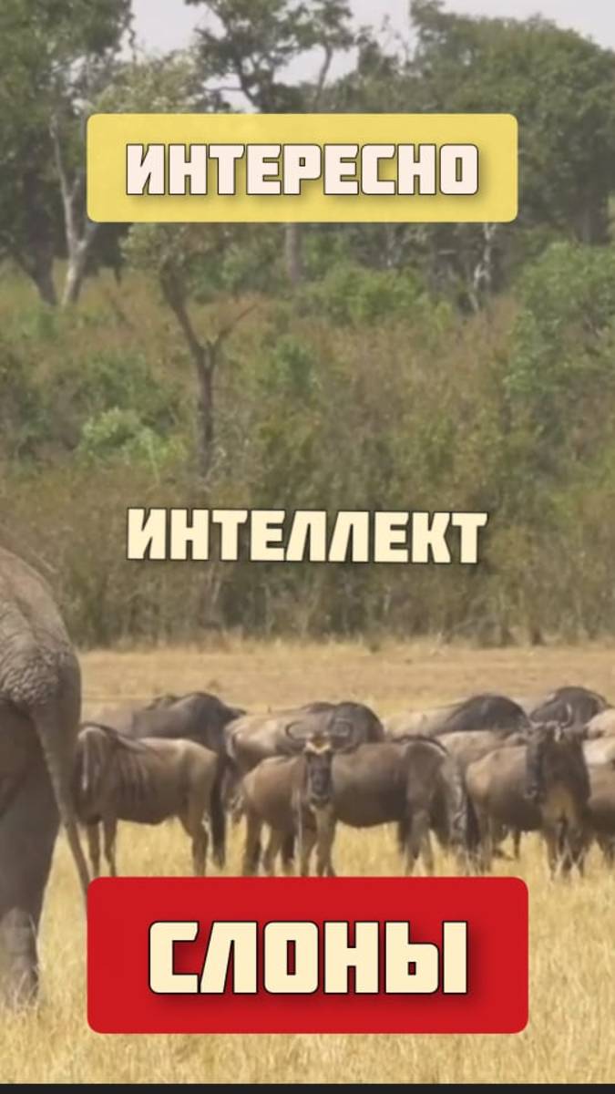 Интеллект слонов