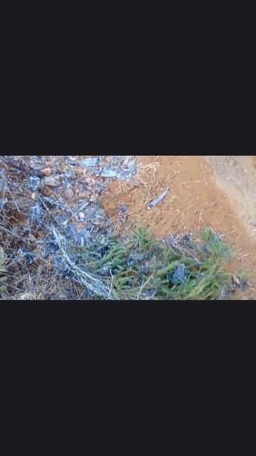 Вредители на путике.