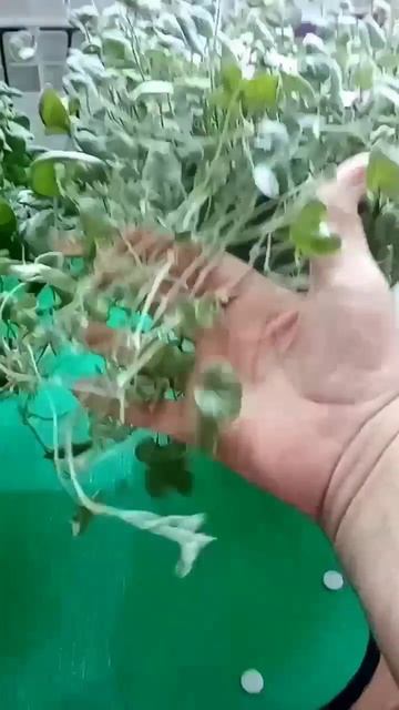 Дихондра в квартире осенью.