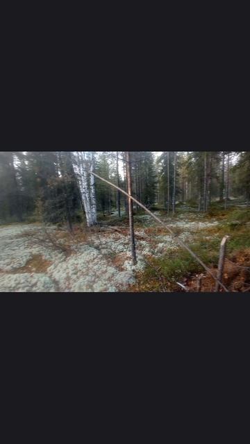 Лось приходит на путики