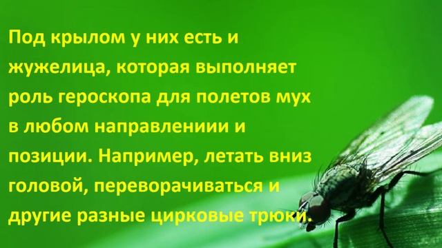 Муха - польза и вред