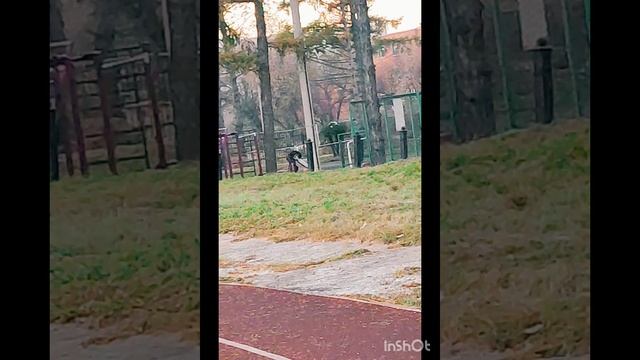 Пробежка по стадиону. Распугала всех мышей.