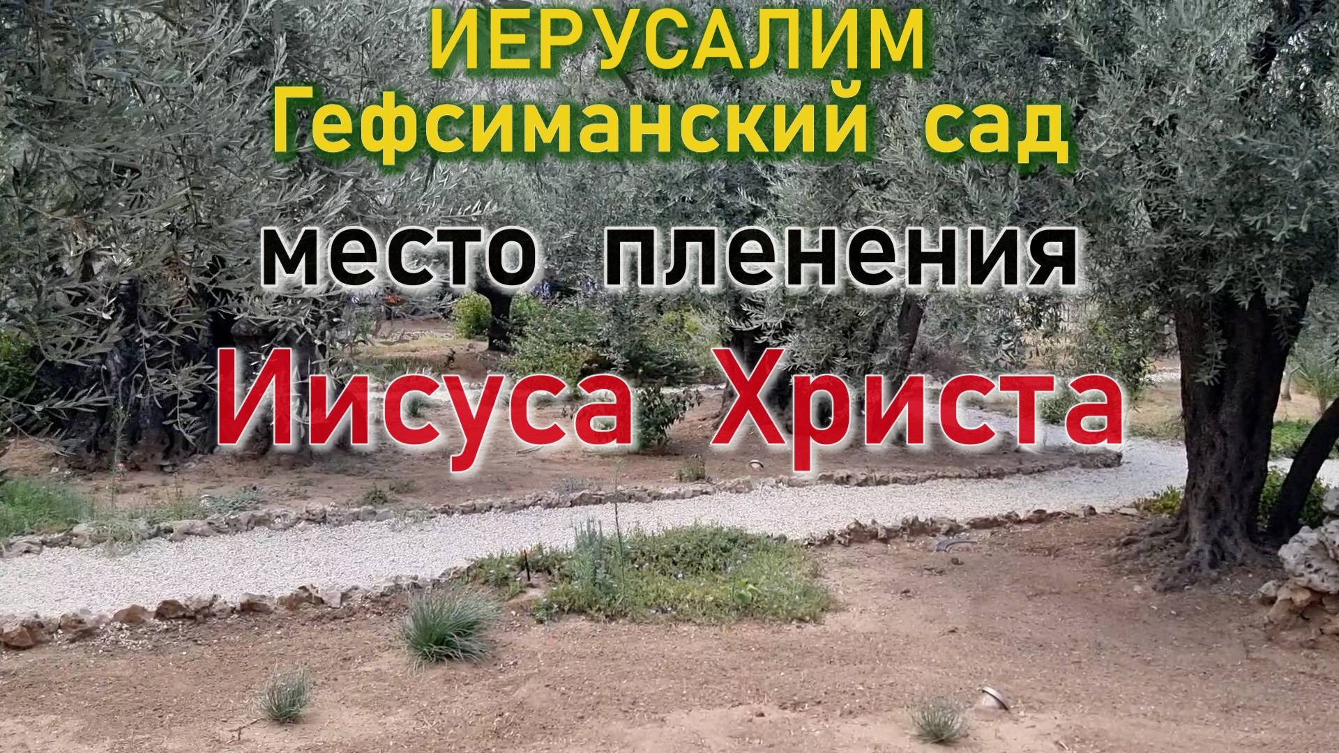 Гефсиманский сад - место пленения Иисуса Христа. Впервые, непосредственно касаясь древнейших олив