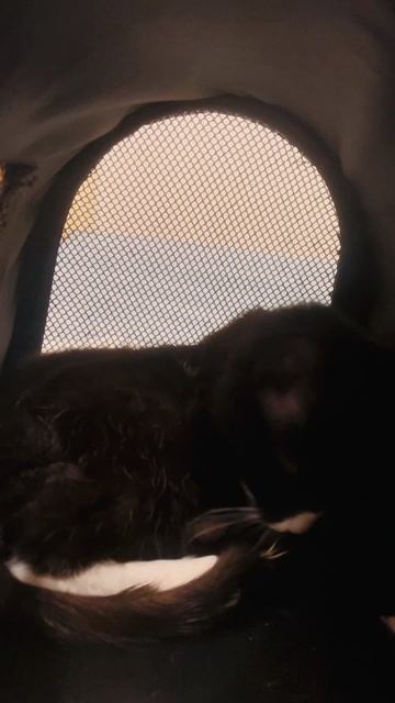 Дикий котёнок станет домашним